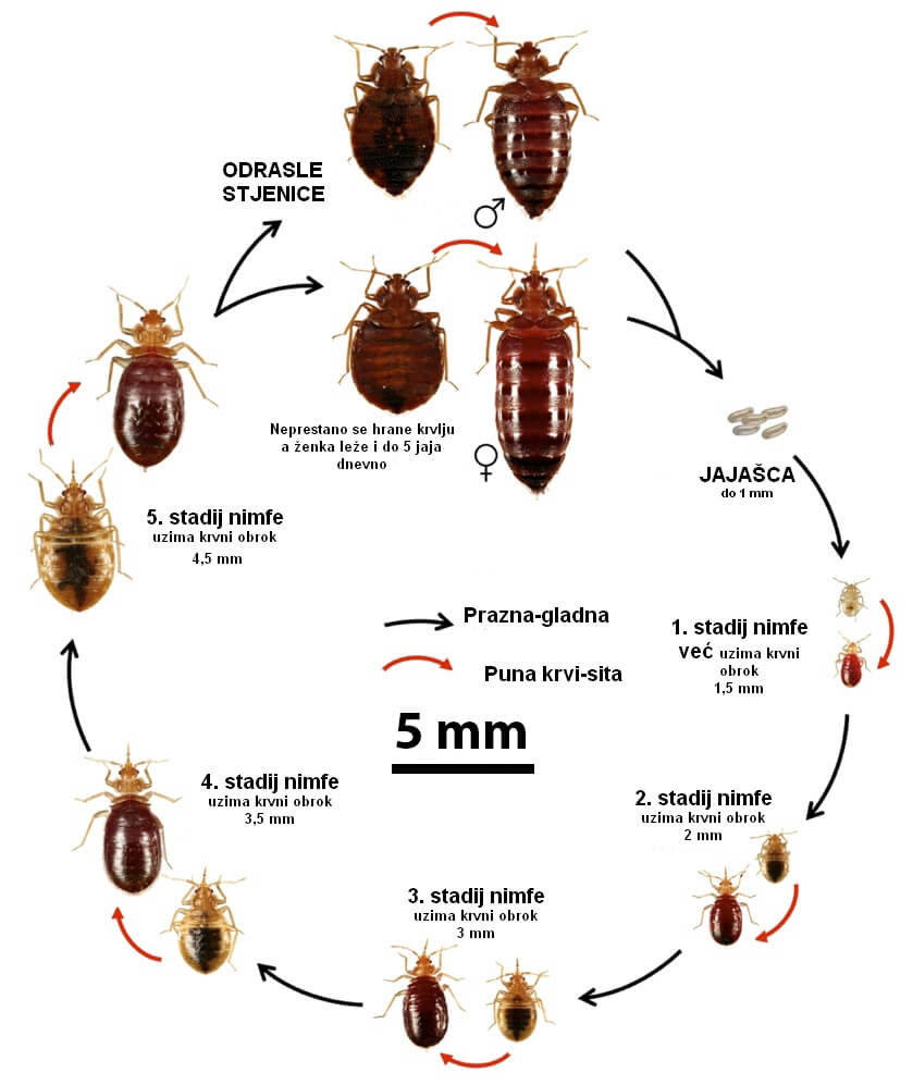 Stjenice - www.cosmosolgroup.com